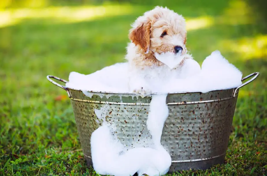 How to Give Your Poodle a Bath: A Step by Step Guide – Poodle Report