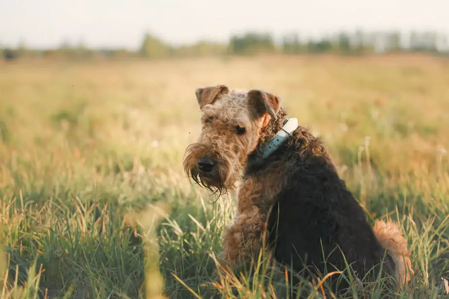 The 12 Calmest Poodle Mixes (With Pictures) – Poodle Report