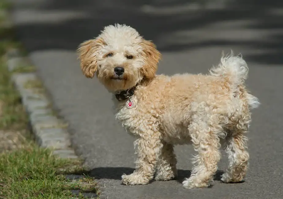 7 Cute And Adorable Poodle Mixes You’ll Love (With Pictures)