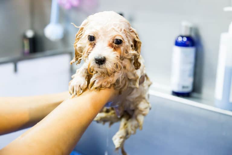 The 15 Best Shampoos For Poodles: Top Picks And Tips - Poodle Report