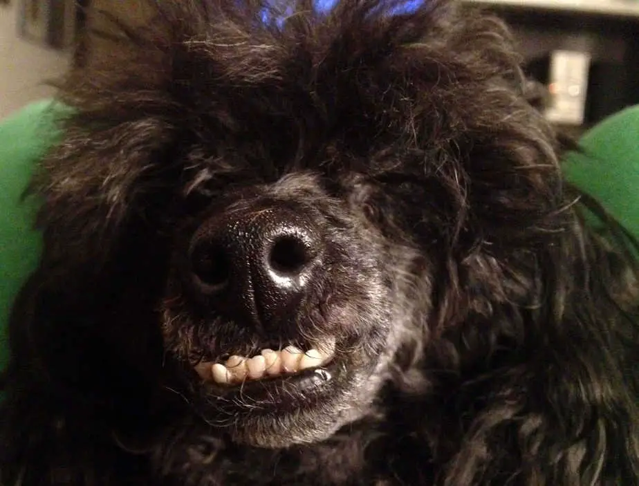 Can Poodles Have an Underbite? Should You Worry? – Poodle Report