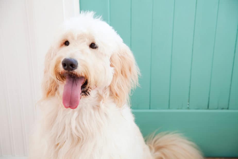 The 12 Calmest Poodle Mixes (With Pictures) - Poodle Report