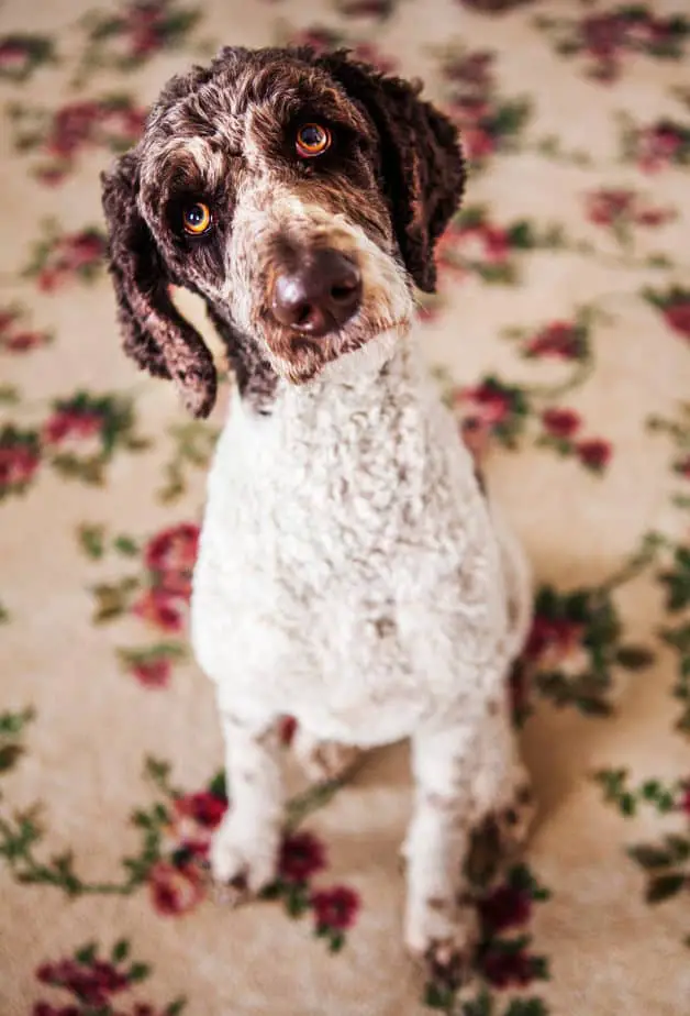 The 12 Calmest Poodle Mixes (With Pictures) – Poodle Report