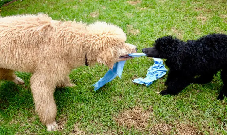 17 Easy Indoor and Outdoor Games to Play With Your Poodle – Poodle Report