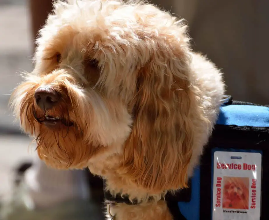 Can a Miniature Poodle Be a Service Dog? – Poodle Report