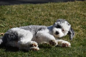 The 10 Healthiest Poodle Mixes (With Pictures) – Poodle Report