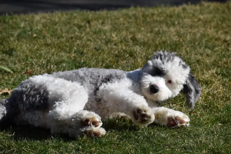 12 Best Large Poodle Mixes: Real Size, Cost & Health (2026)