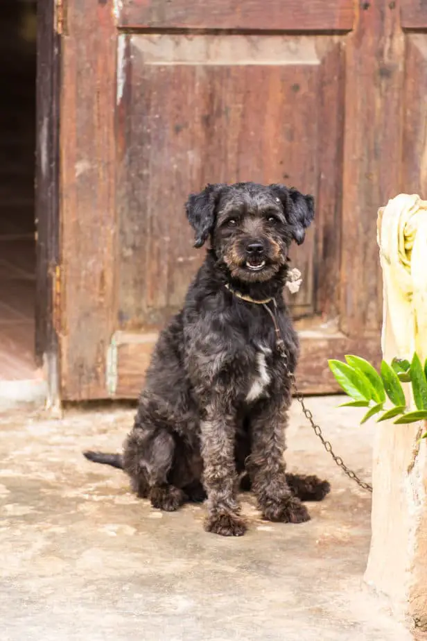 12 Best Large Poodle Mixes: Real Size, Cost & Health (2026)