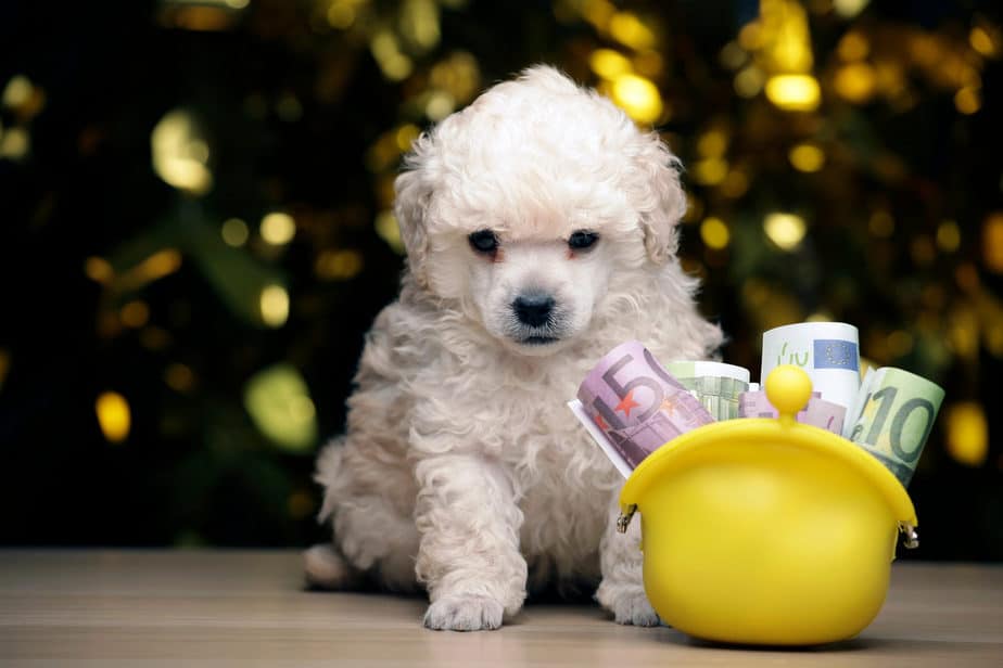 Why Are Poodles So Expensive? – What Every Owner should know – Poodle ...
