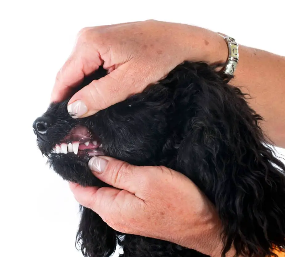 Why Do Poodles Lose Teeth? And What to Do About it – Poodle Report
