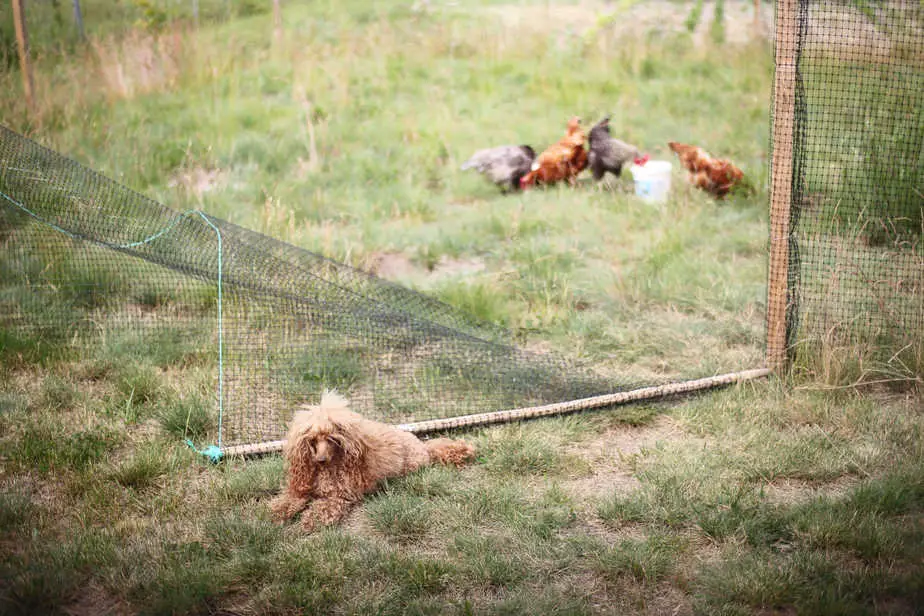 Can Poodles Live with Chickens? Do They Get Along? – Poodle Report