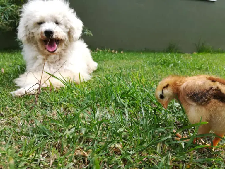 Can Poodles Live with Chickens? Do They Get Along? – Poodle Report