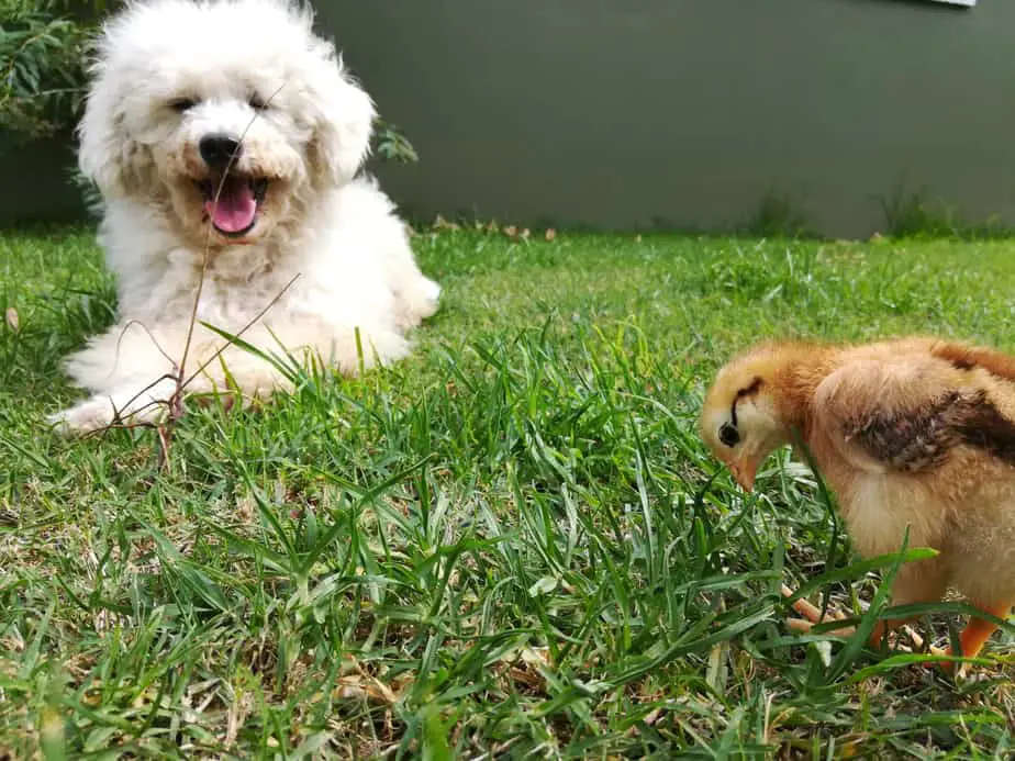 Can Poodles Live with Chickens? Do They Get Along? – Poodle Report