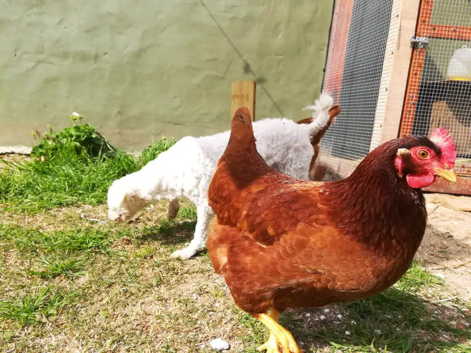 Can Poodles Live with Chickens? Do They Get Along? – Poodle Report