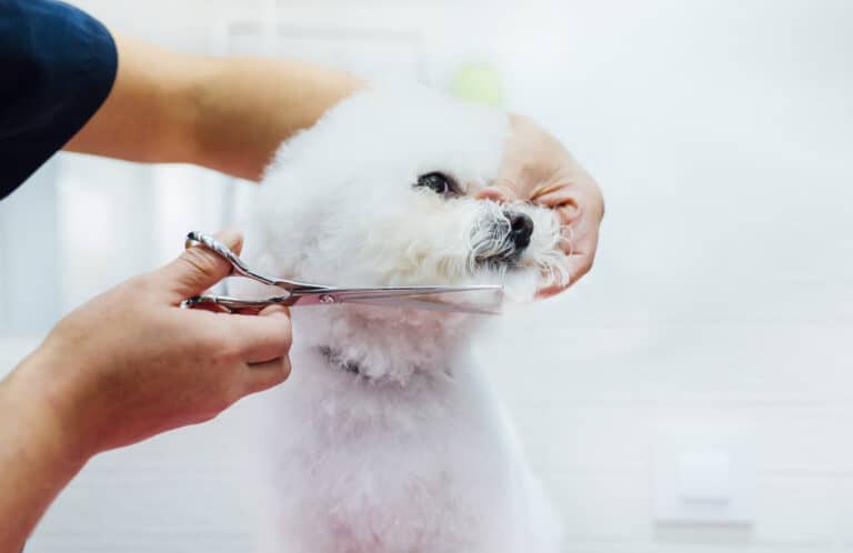 The 25 Best Haircut Styles for Poodles (With Pictures) – Poodle Report