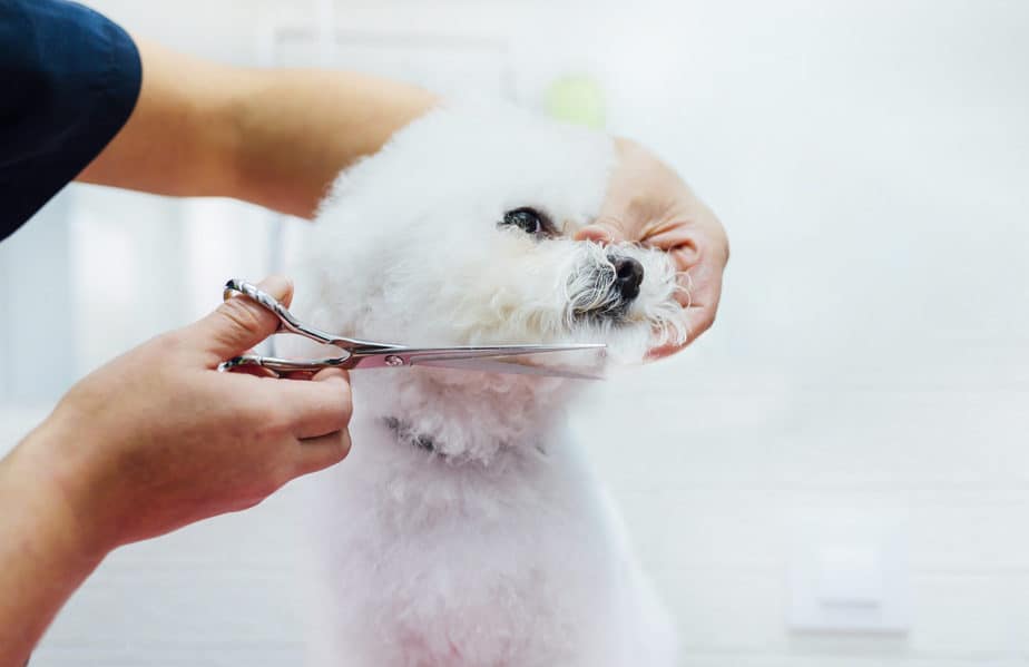 The 25 Best Haircut Styles for Poodles (With Pictures) – Poodle Report
