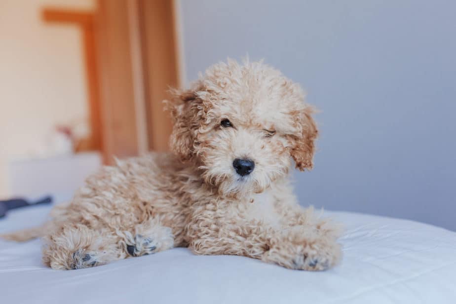 Do All Poodles Have Brown Eyes? – Can The Color Change? – Poodle Report