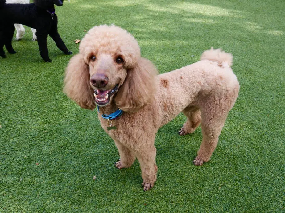 Should A Poodle's Tail Be Docked? Why Is It Done? - Poodle Report