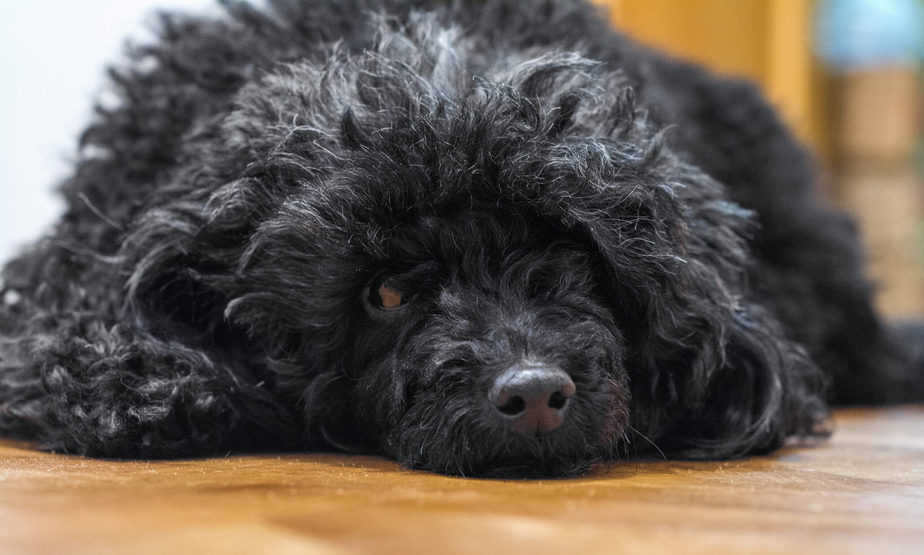 Should A Poodle's Tail Be Docked? Why Is It Done? - Poodle Report