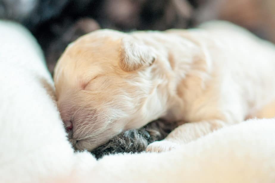 Should a Poodle’s Tail be Docked? Why is it Done? – Poodle Report