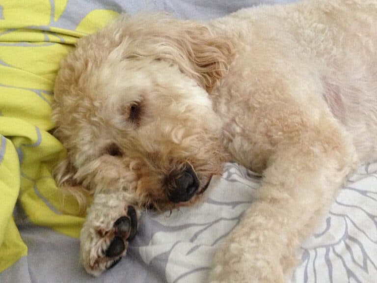 Hip Dysplasia In Poodles: Causes, Prevention, And Treatment - Poodle Report