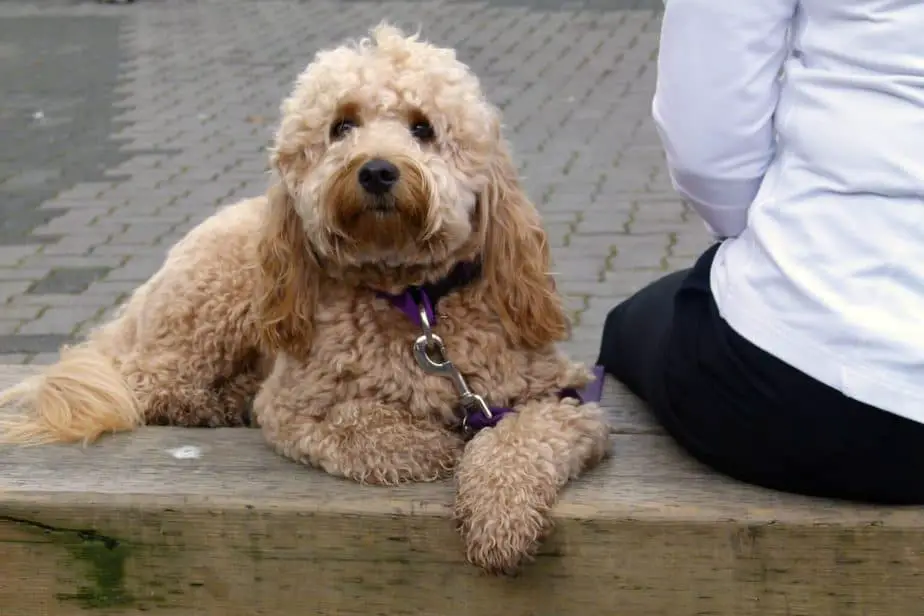 Hip Dysplasia In Poodles: Causes, Prevention, And Treatment - Poodle Report