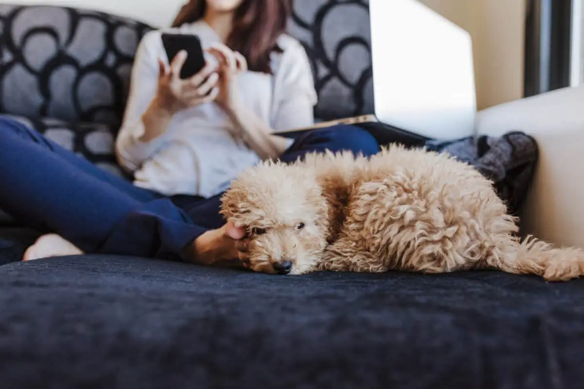 The 9 Most Common Health Issues In Poodles: A Complete Guide - Poodle ...