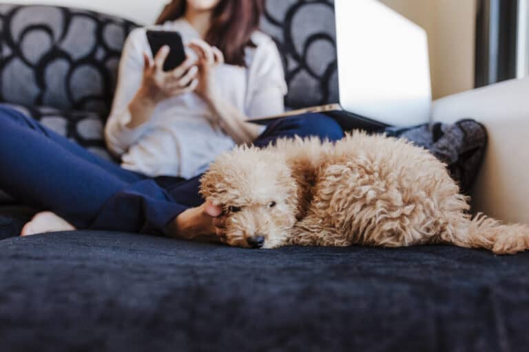 The 9 Most Common Health Issues In Poodles: A Complete Guide - Poodle ...
