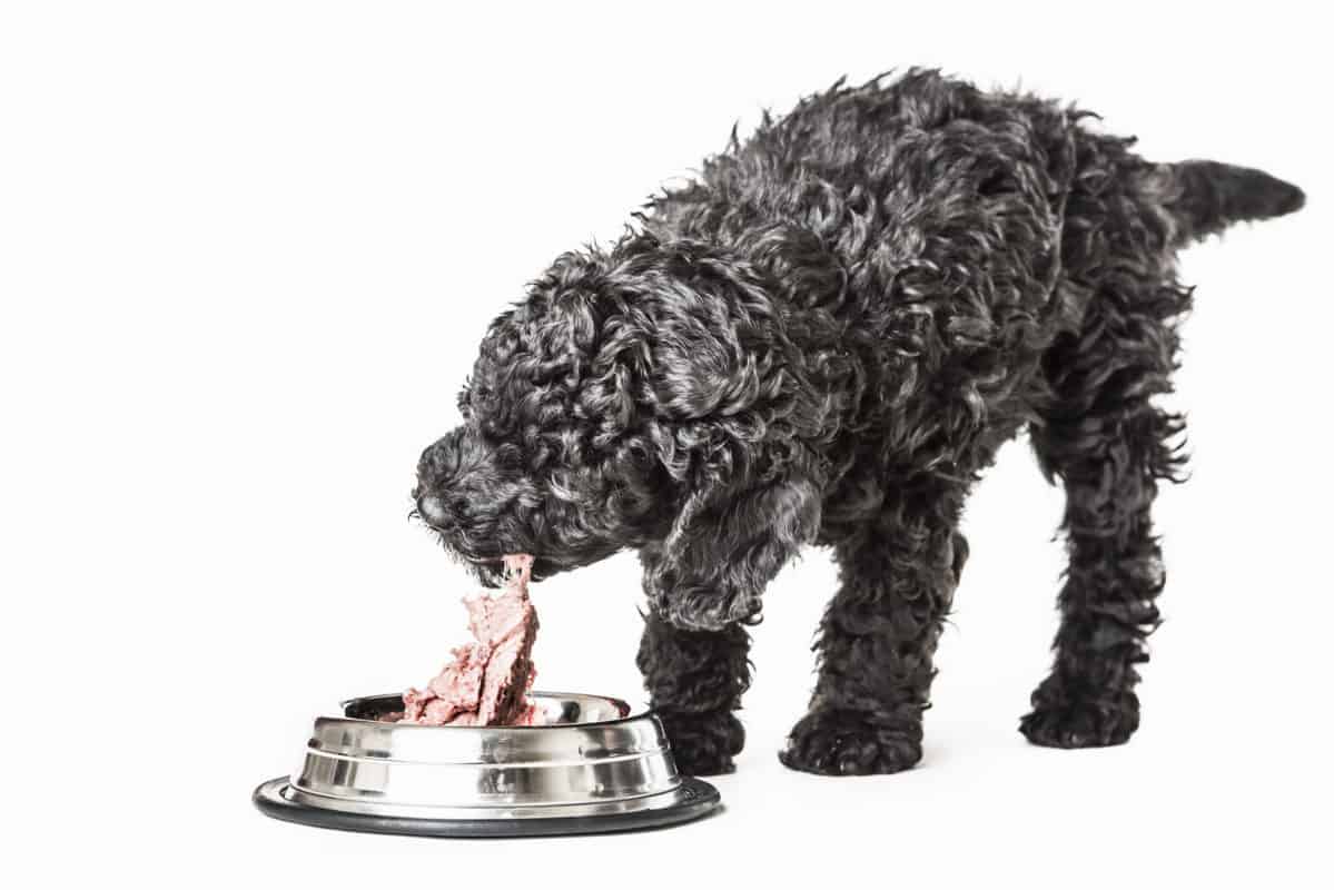 Can Poodles Eat Chicken? What Every Owner Should know – Poodle Report