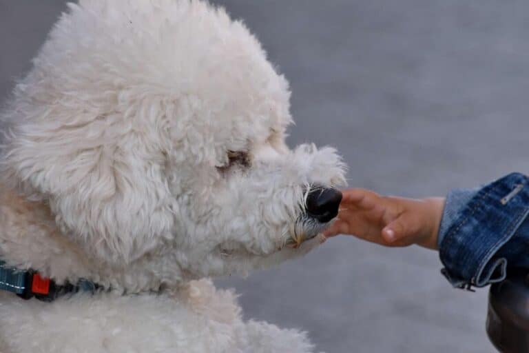 How to Stop Your Poodle From Biting: 10 Easy Tips That Work – Poodle Report