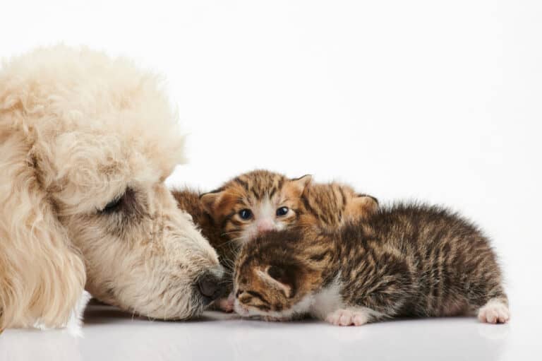 Do Poodles Get Along with Cats? What Every Owner Should Know – Poodle ...