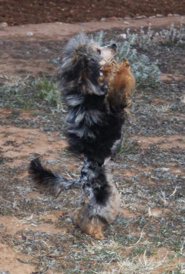 Can Poodles Be Merle