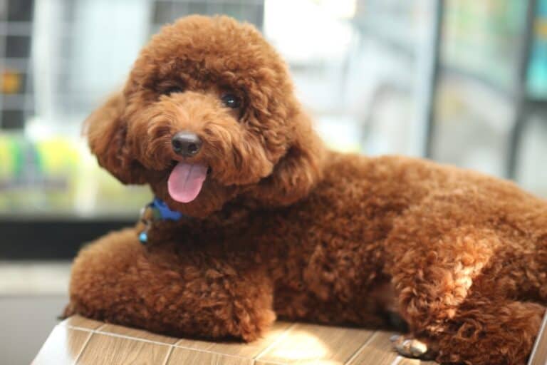 Burping in Poodles: Causes, Treatment, and Prevention – Poodle Report