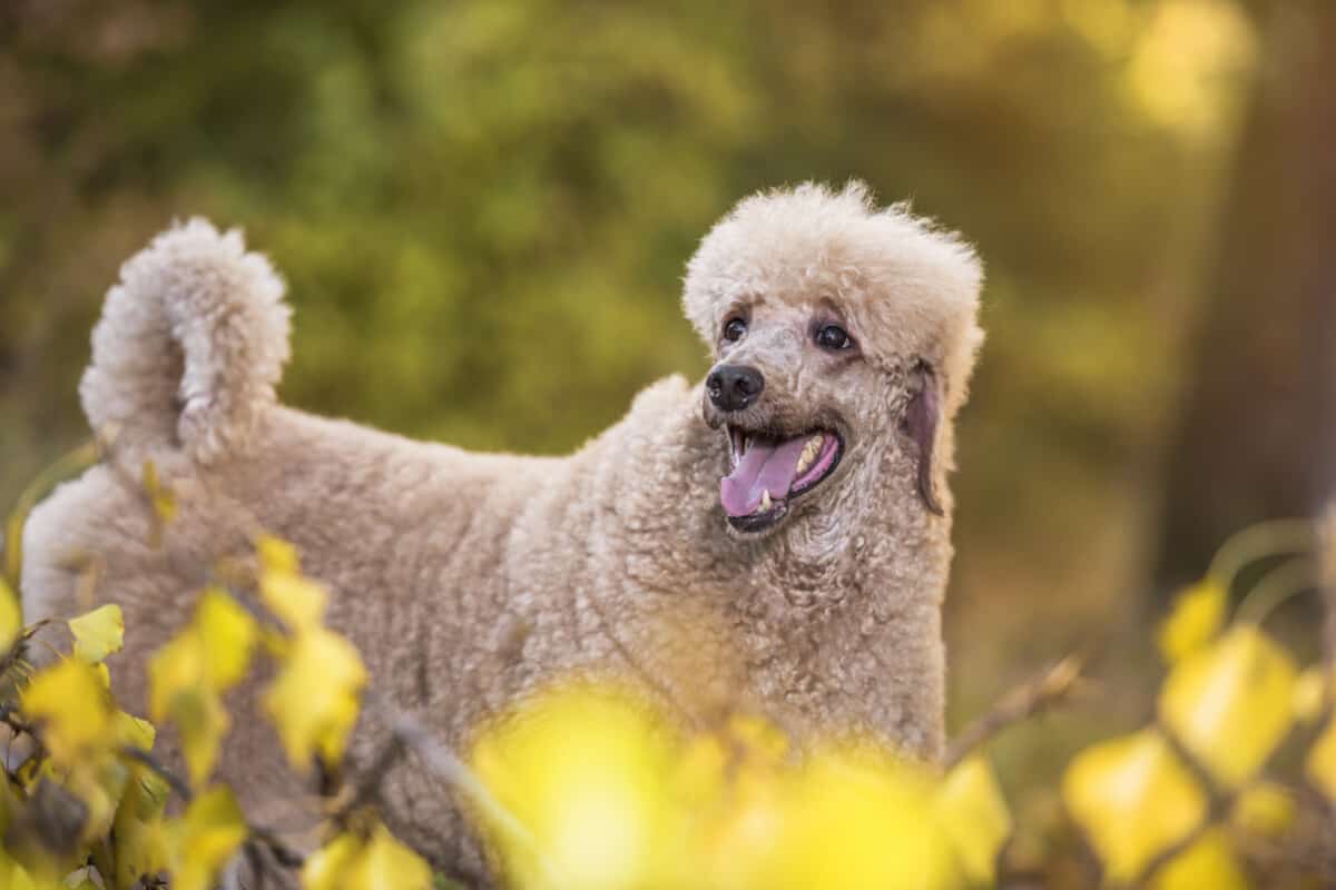 The 25 Best Haircut Styles for Poodles (With Pictures) – Poodle Report