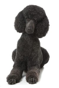 The 25 Best Haircut Styles for Poodles (With Pictures) – Poodle Report