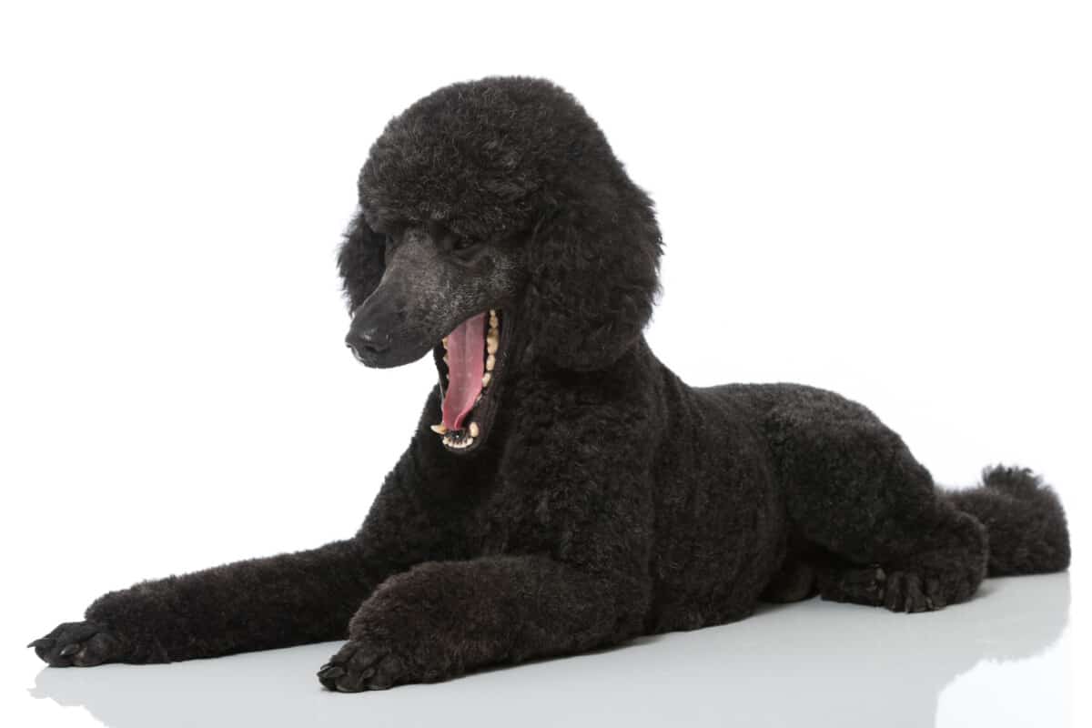 25 Best Poodle Haircuts: (With Pictures & Style Ideas)