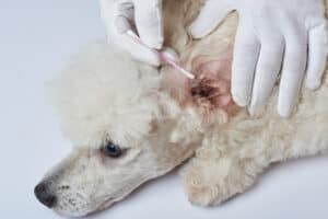 Cleaning A Poodle’s Ears: A Helpful Guide With Videos - Poodle Report