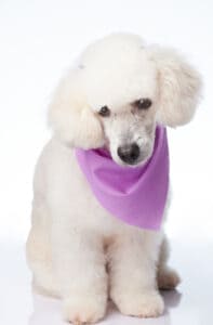 Poodle Coats: Colors, Hair Types, and Care (With Pictures) – Poodle Report