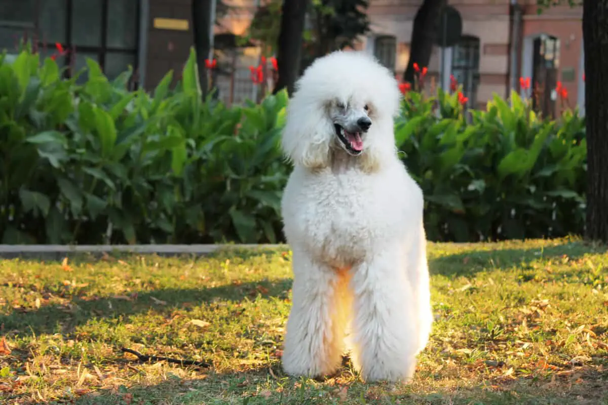 The 25 Best Haircut Styles for Poodles (With Pictures) – Poodle Report
