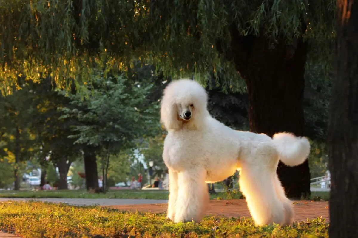 The 25 Best Haircut Styles for Poodles (With Pictures) – Poodle Report