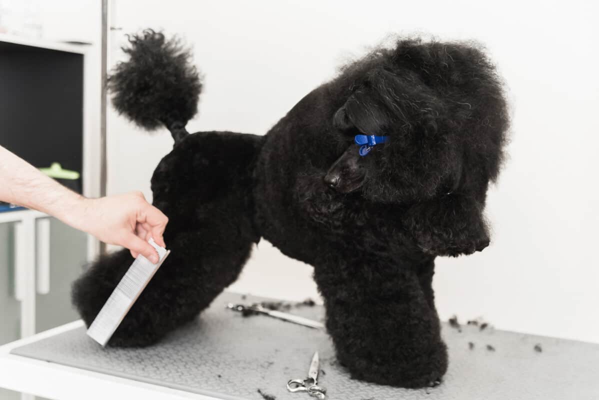 The 25 Best Haircut Styles for Poodles (With Pictures) – Poodle Report