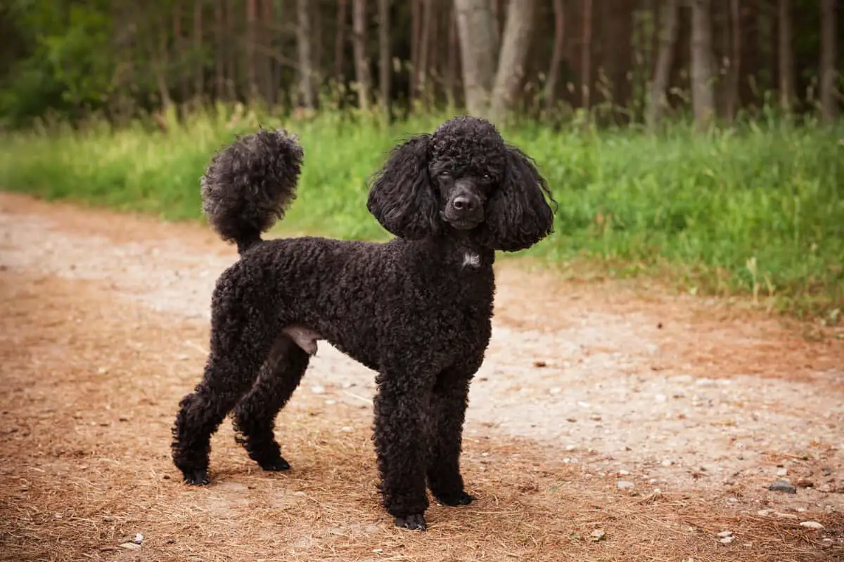 The 25 Best Haircut Styles for Poodles (With Pictures) – Poodle Report