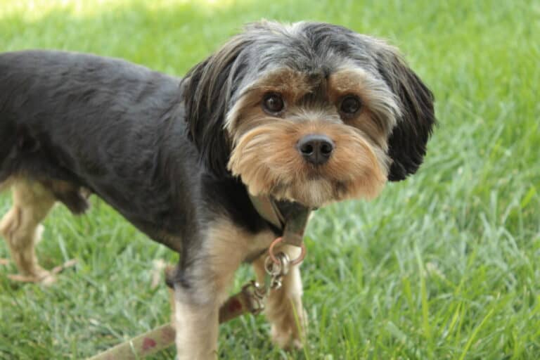 55 Best Poodle Mixes (2026): Traits, Cognition & Realities