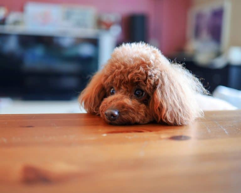 A Poodle's Heat Cycle: What Every Owner Should Know - Poodle Report
