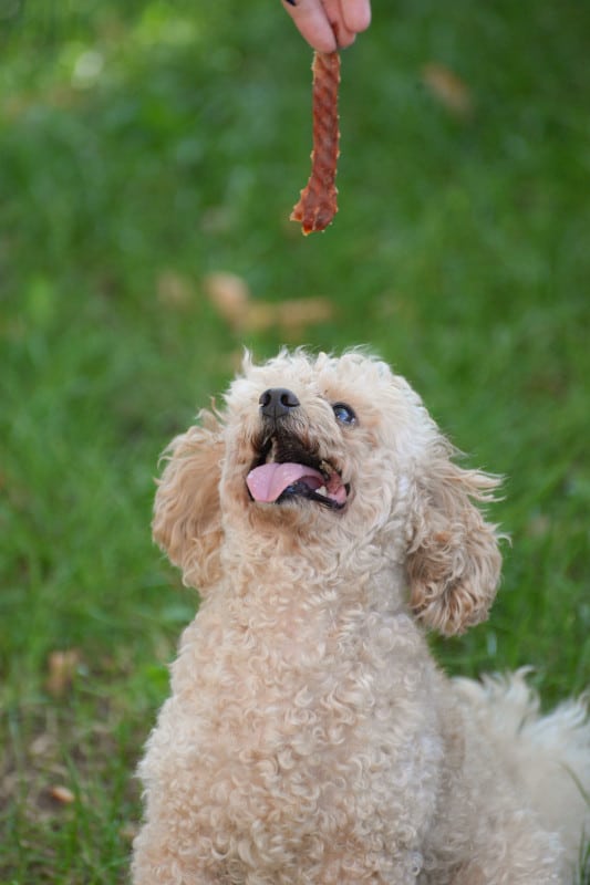 Why Poodles Drool: What Every Owner Should Know – Poodle Report