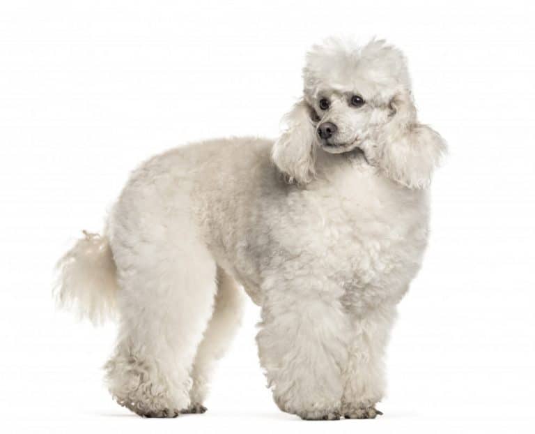 Poodle Coat Guide: Science, Colors & Grooming