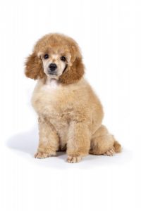 Poodle Coats: Colors, Hair Types, And Care (With Pictures) - Poodle Report