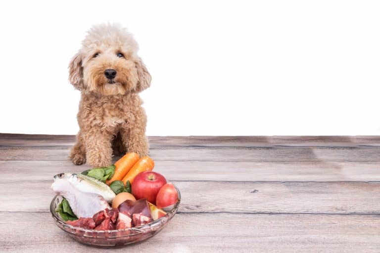 46 Human Foods Poodles Can and Cannot Eat: A Helpful Guide – Poodle Report