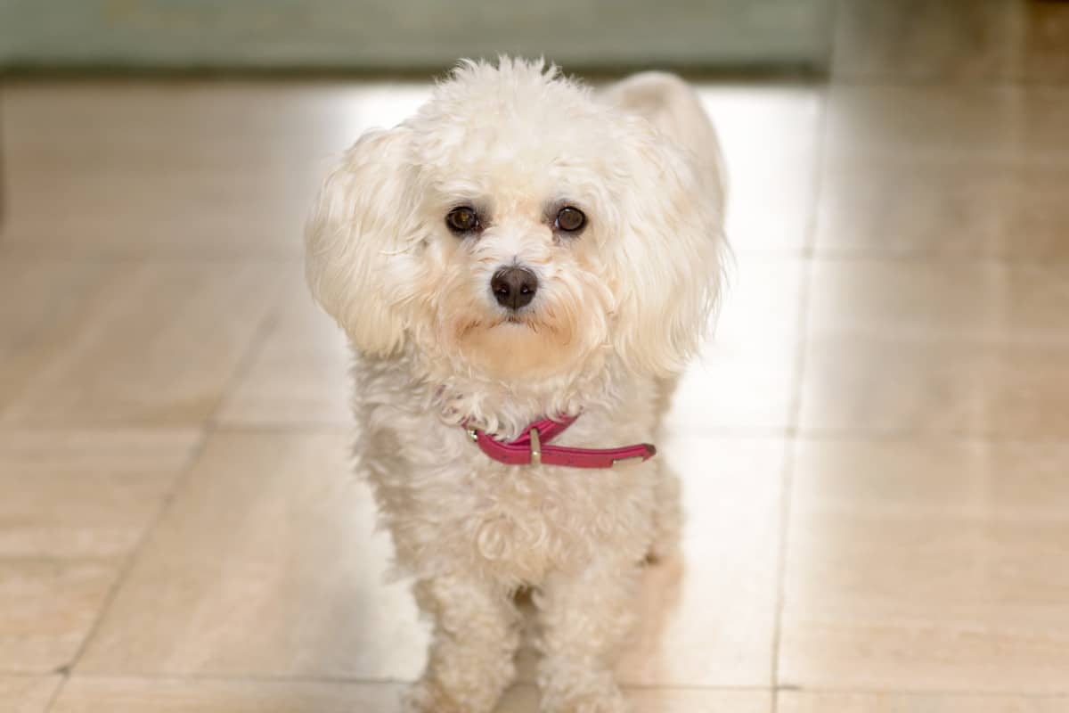 Why Is My Poodle Peeing In House? 2026 Researcher’s Guide