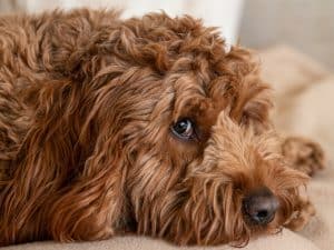 Do All Cockapoos Shed? Here’s How To Tell – Poodle Report